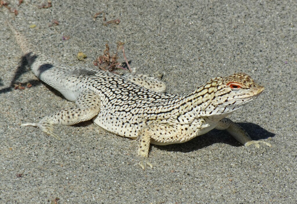 Uma inornata en abril 2024 por Cameron W Barrows · iNaturalist Mexico