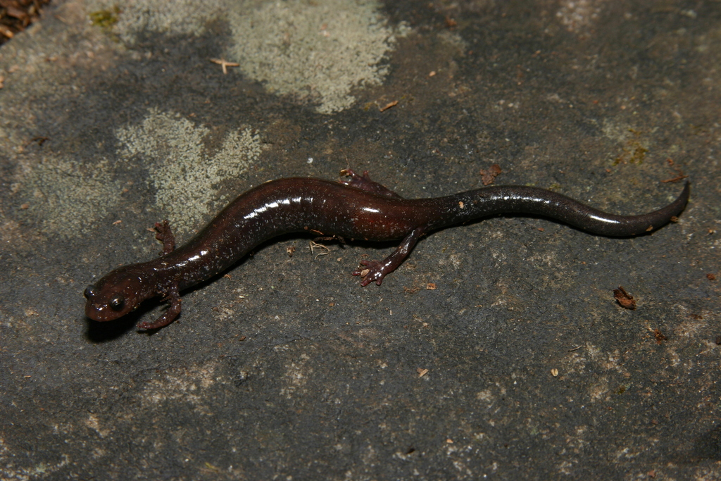 Shenandoah Mountain Salamander in April 2007 by timoteo_b · iNaturalist