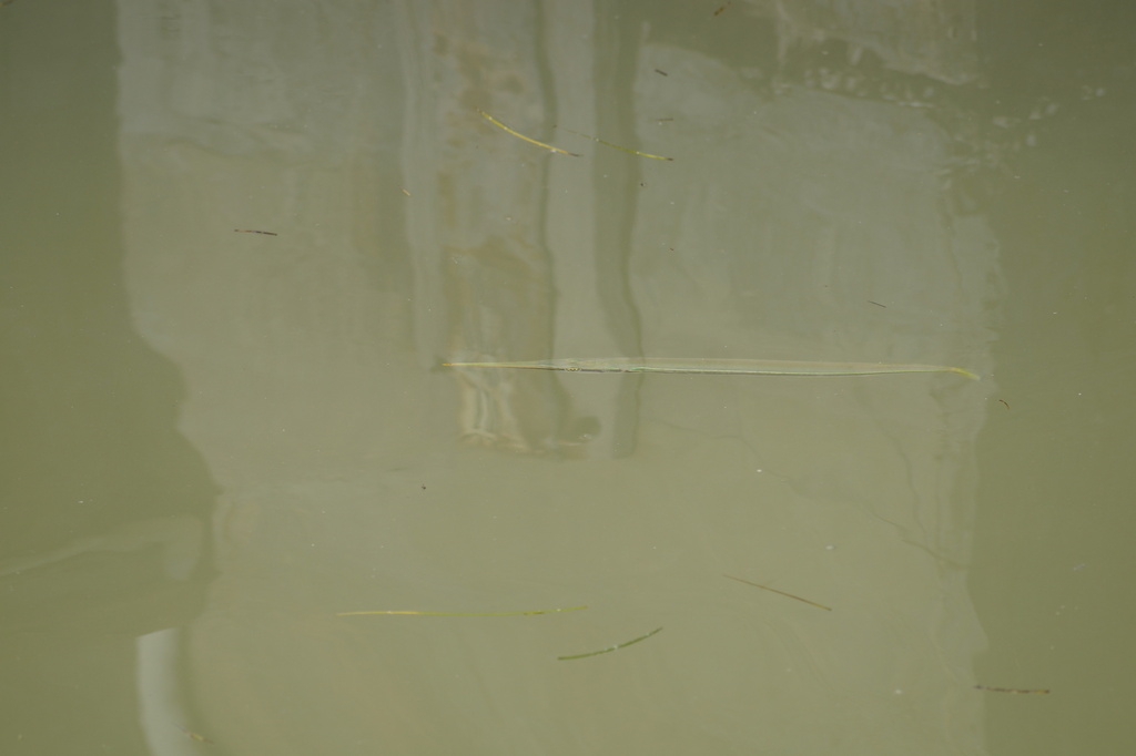 Timucu Needlefish from Monroe County, FL, USA on April 27, 2024 at 04: ...