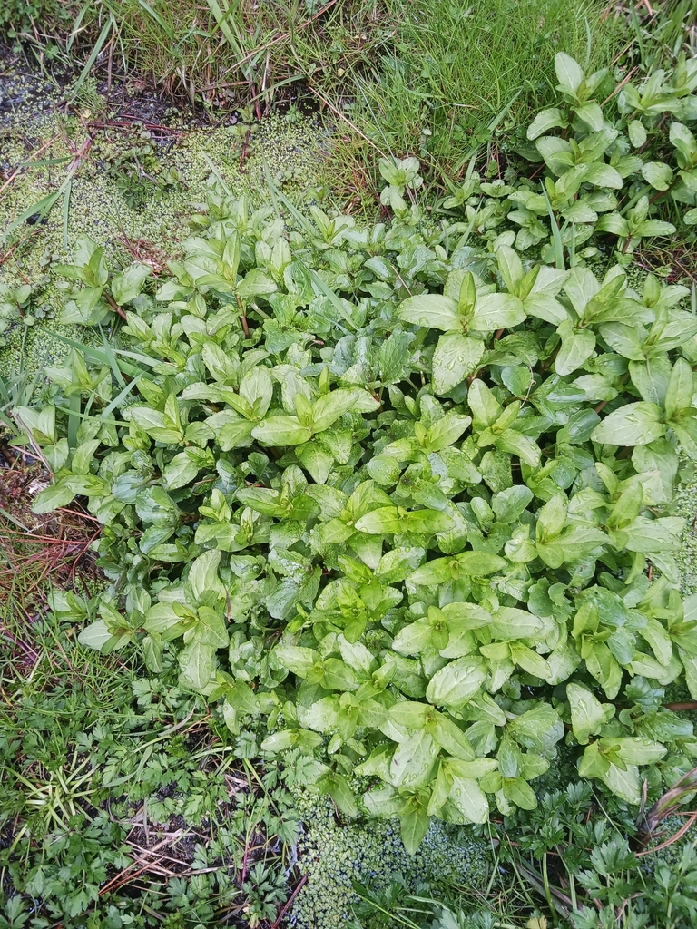 American brooklime from Baker County, US-OR, US on April 30, 2024 at 10 ...