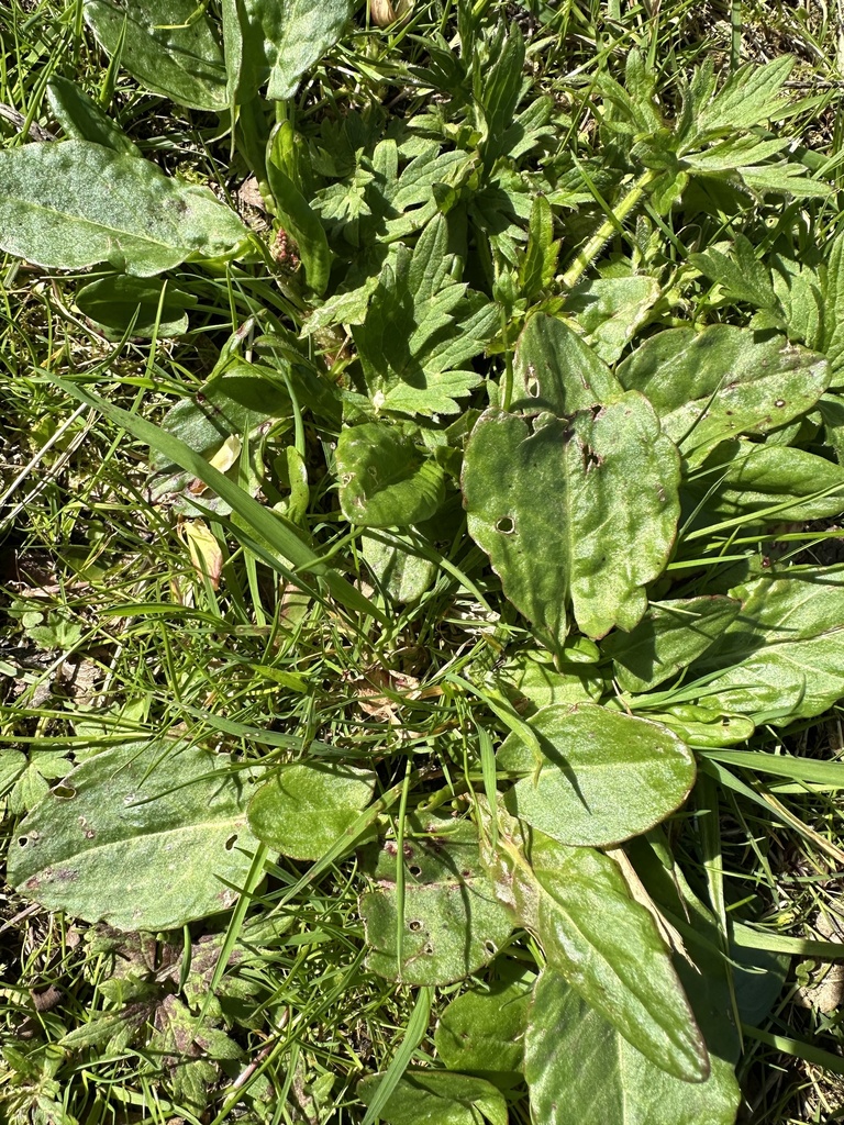 Common Sorrel from Yorkhill Park, Glasgow, Scotland, GB on April 26 ...
