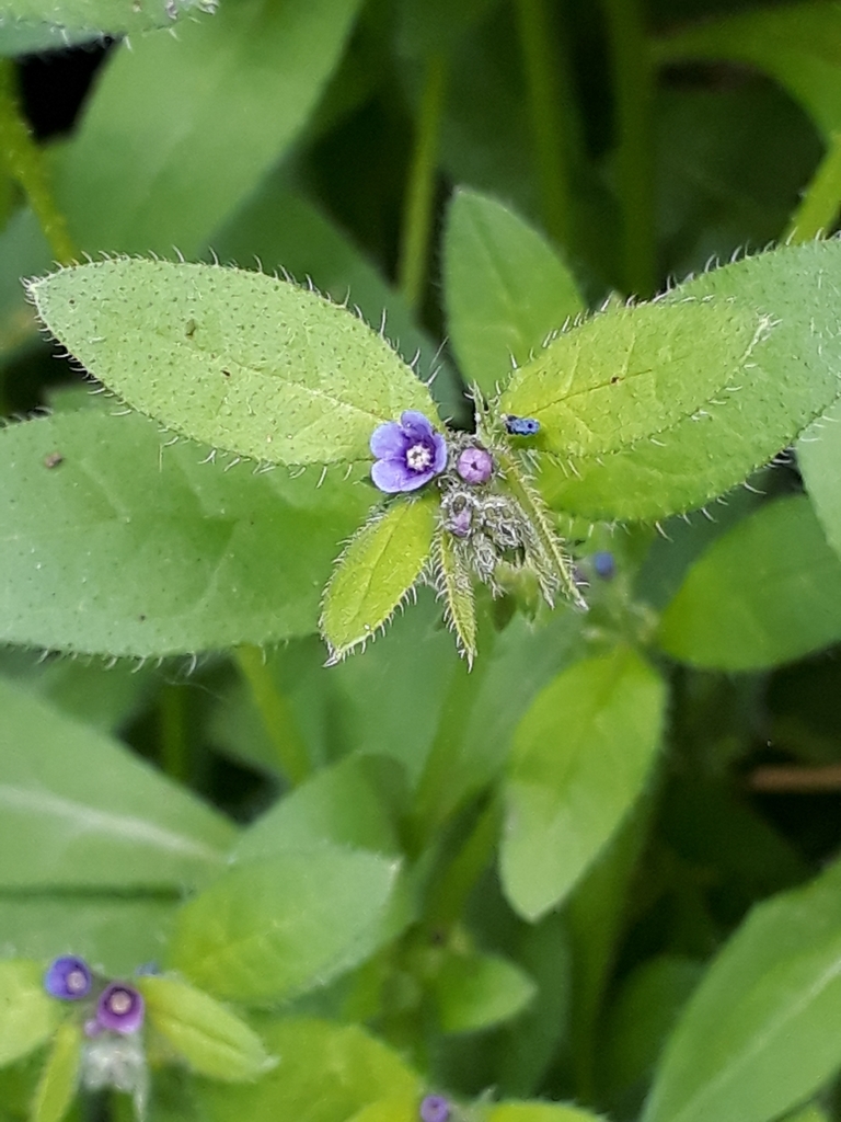 Madwort (Biodiversity WSU Pullman) · iNaturalist