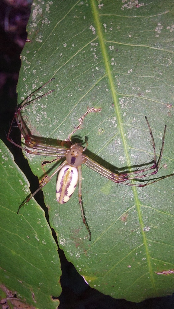 Tapinillus from La Primavera, Vichada, Colombia on April 26, 2024 at 11 ...