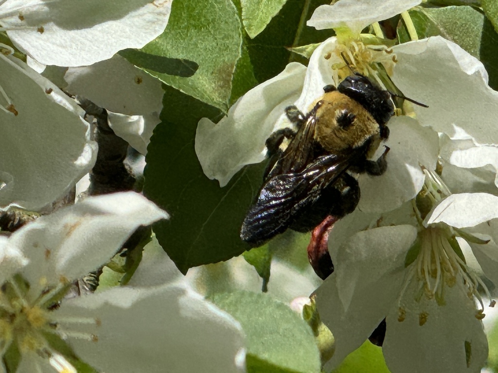 Eastern Carpenter Bee from Berkshire Dr, Lake Villa, IL, US on April 30 ...