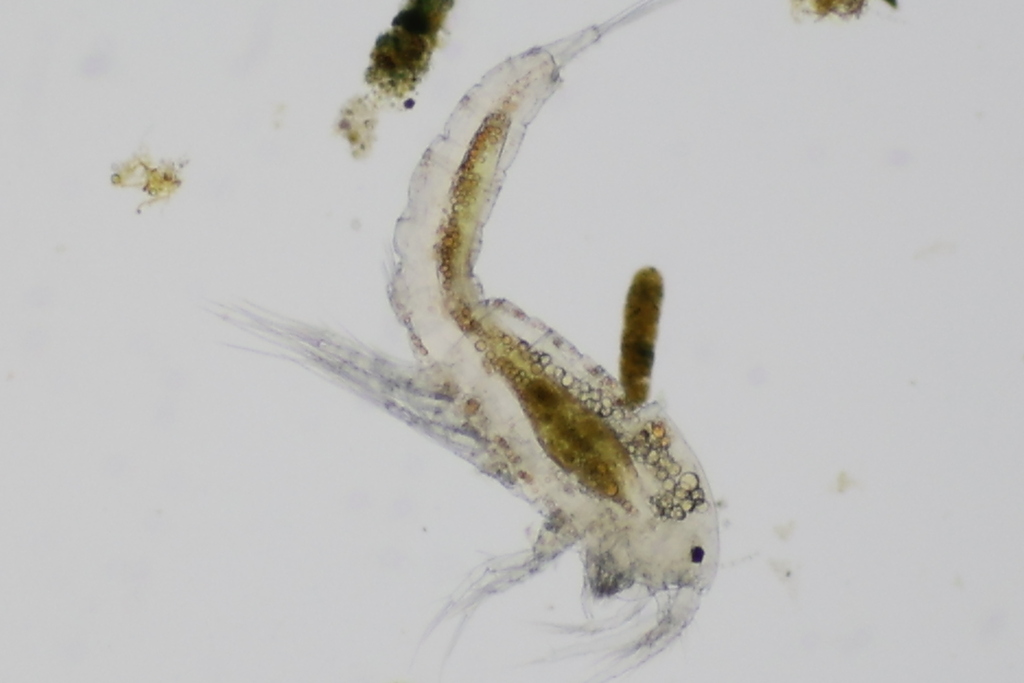 Canthocamptus from Saint-Laurent, Montreal, QC, Canada on April 29 ...