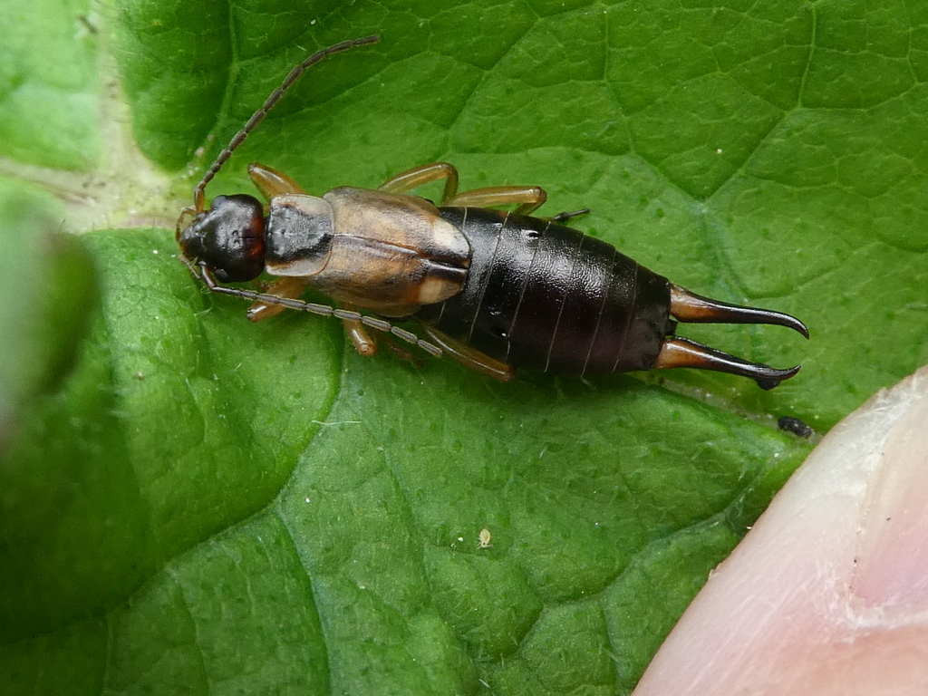 Western Earwig from Dudley, UK on 26 April, 2024 at 03:43 PM by ...