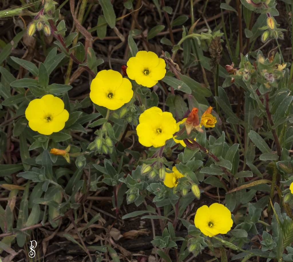 California sun cup from Wooded Area, San Diego, CA, USA on April 26 ...