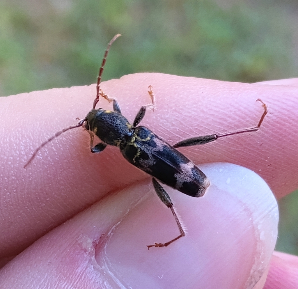 Rustic Borer from Prosperity, SC 29127, USA on April 29, 2024 at 05:30 ...