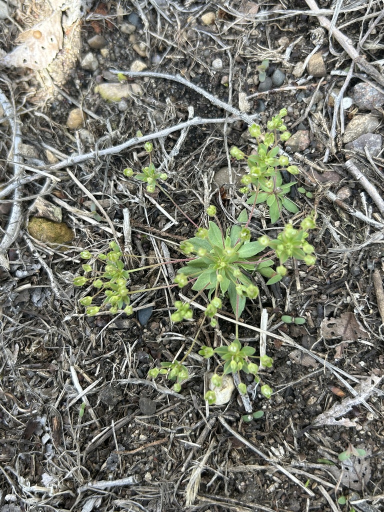 western rock-jasmine from 292nd St E, Randolph, MN, US on April 30 ...