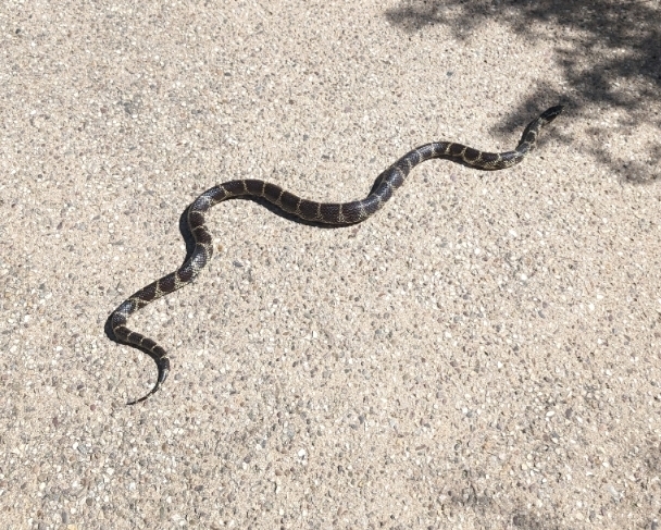 Colubrine Snakes from SS/Tohono Chul Gardens (Inside), Casas Adobes, AZ ...