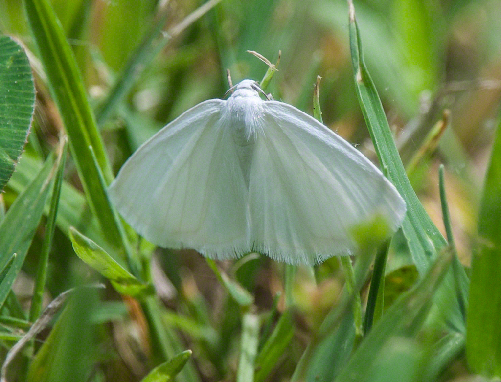 White Spring Moth from Powhatan County, VA, USA on April 30, 2024 at 04 ...