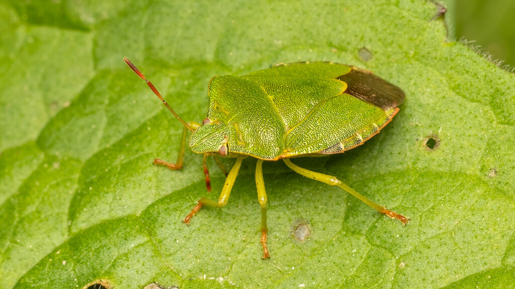 Green Shield Bug from Kalksburg, Wien, Österreich on April 28, 2024 at ...