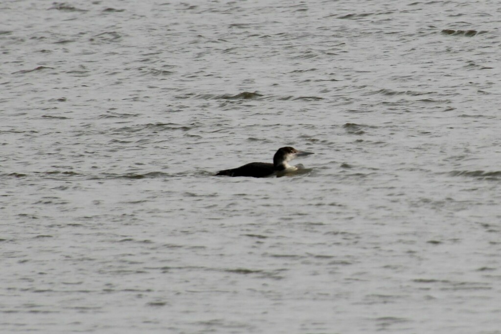Common Loon from Dauphin Island, AL, USA on April 26, 2024 at 09:19 AM ...