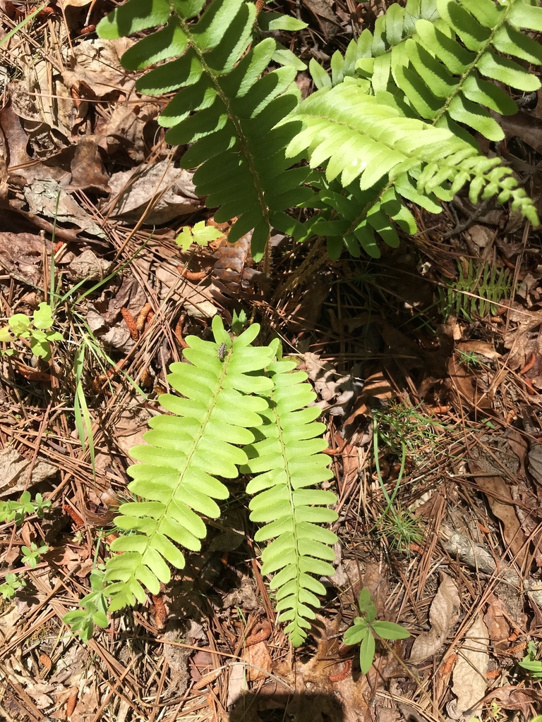 Christmas fern from Polk County, NC, USA on April 27, 2024 at 12:05 PM ...