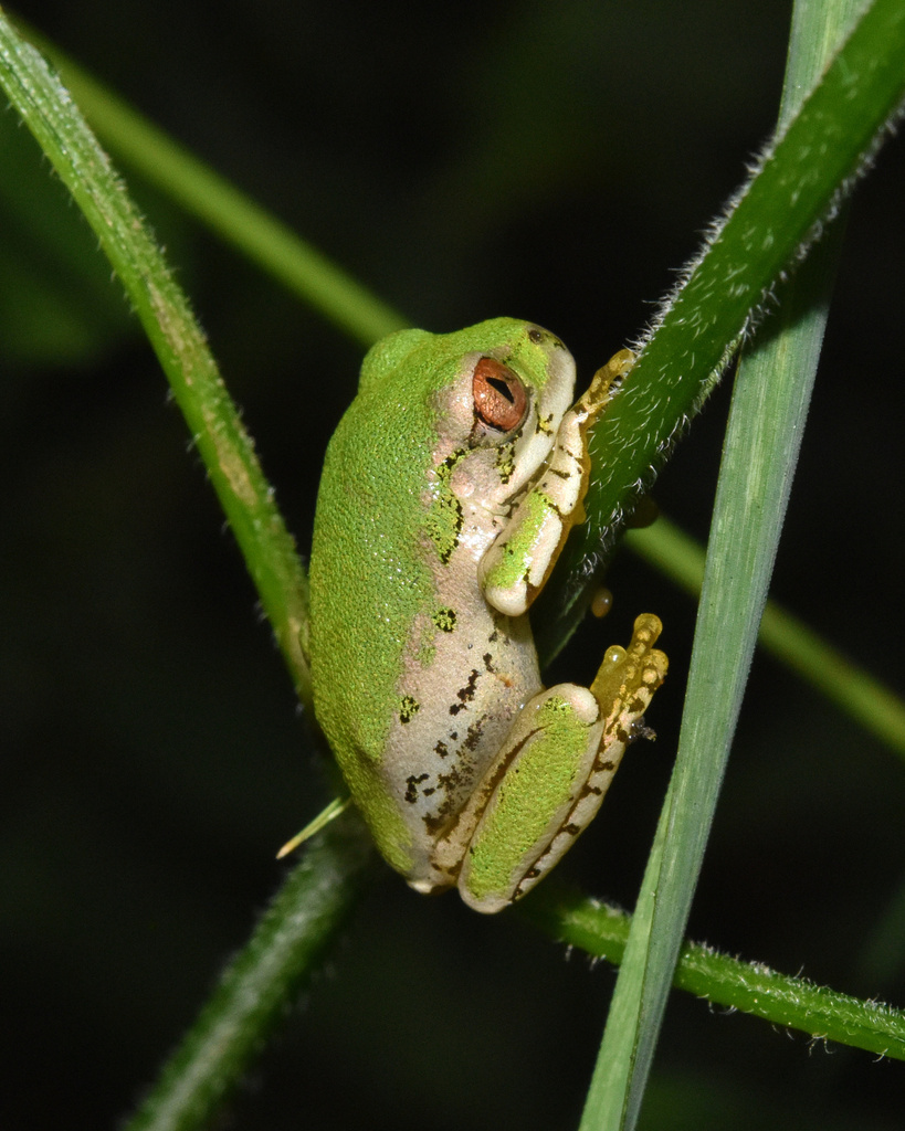 Natal Forest Tree Frog from Princess Anne Place, Westville, KZN, ZA on ...