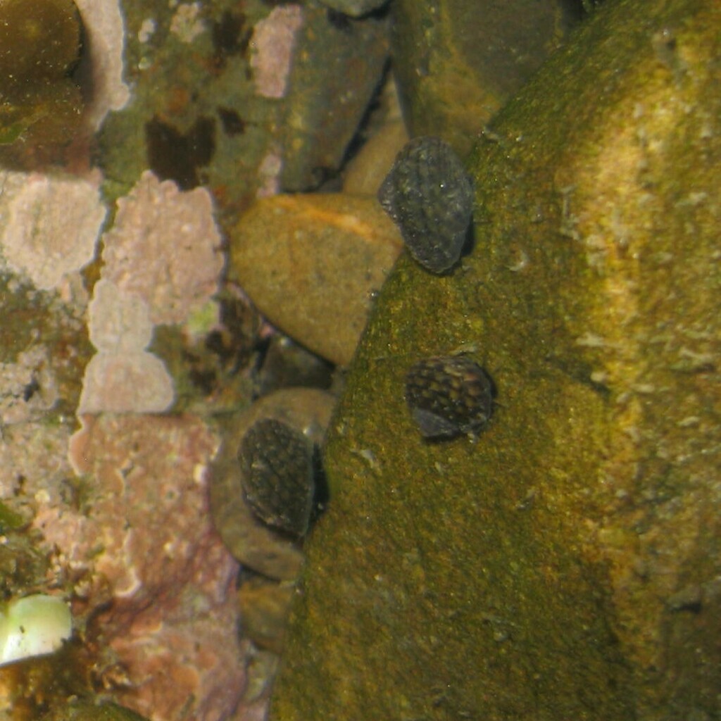 Spotted Top Snail from Wellington, New Zealand on April 29, 2024 at 01: ...