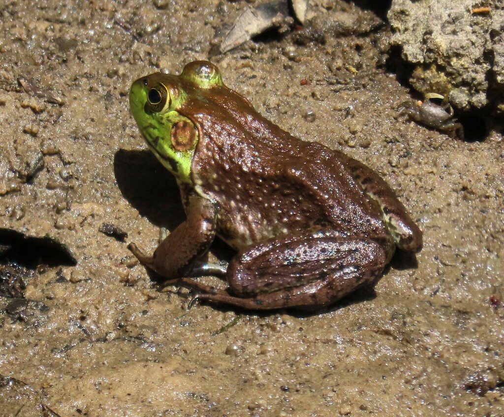 American Bullfrog from Taylor County, FL, USA on April 30, 2024 at 11: ...