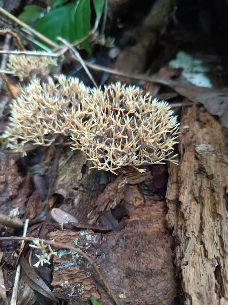 Pterula from Morro das Pedras, Florianópolis - SC, Brasil on April 28 ...