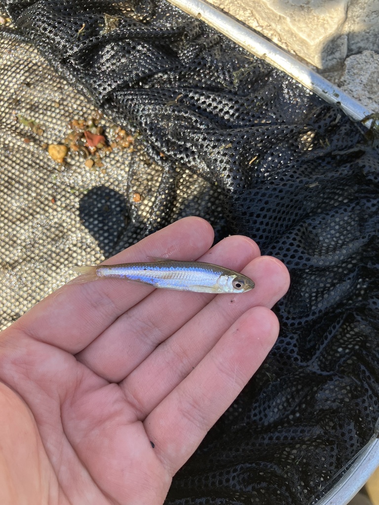 Emerald Shiner from Minnehaha Regional Park, Minneapolis, MN, US on ...