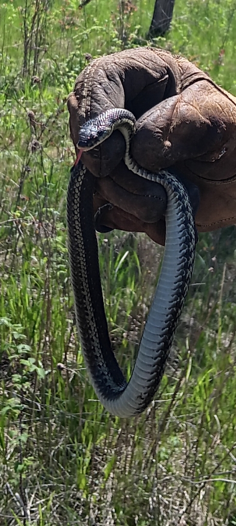 Eastern Garter Snake from Somers, WI, USA on April 30, 2024 at 04:24 PM ...