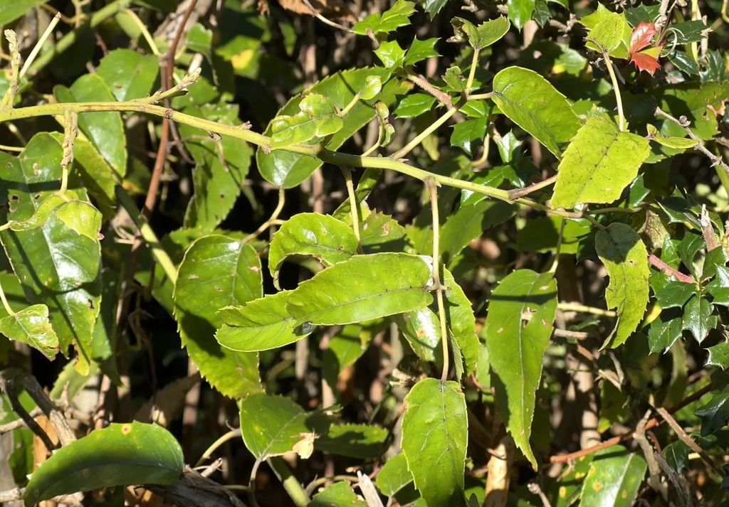 Bush lawyer from Huntleigh Park, Wellington, Wellington, NZ on April 26 ...