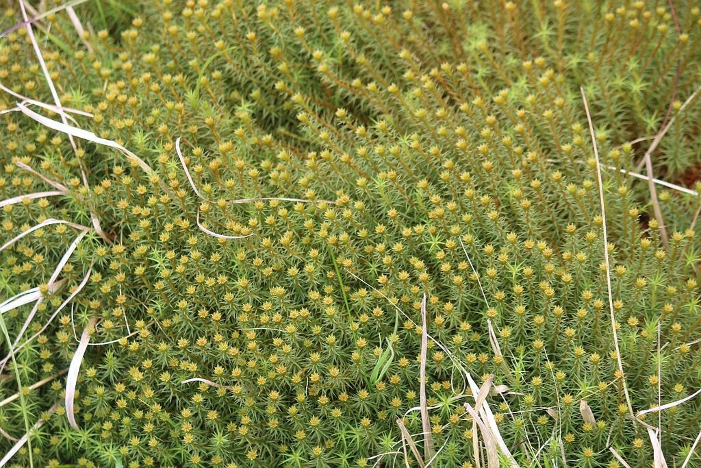 Common Haircap Moss from Sutton Park, Birmingham, UK on April 29, 2024 ...