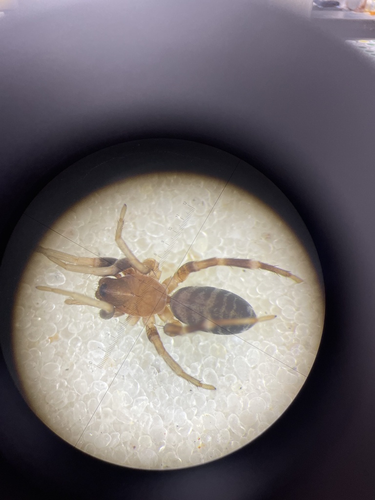 Long-palped Ant-mimic Sac Spider from Michigan State University, East ...