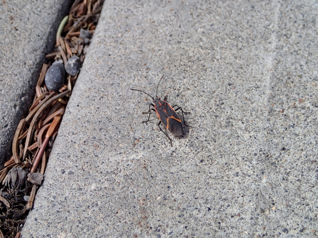 Eastern Boxelder Bug from Northwest Calgary, Calgary, AB, Canada on ...