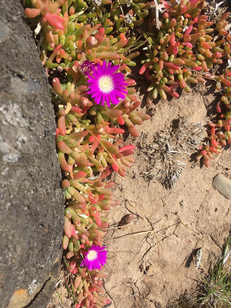 Purple Dewplant from Heysen Trl, Waitpinga, SA, AU on October 10, 2021 ...