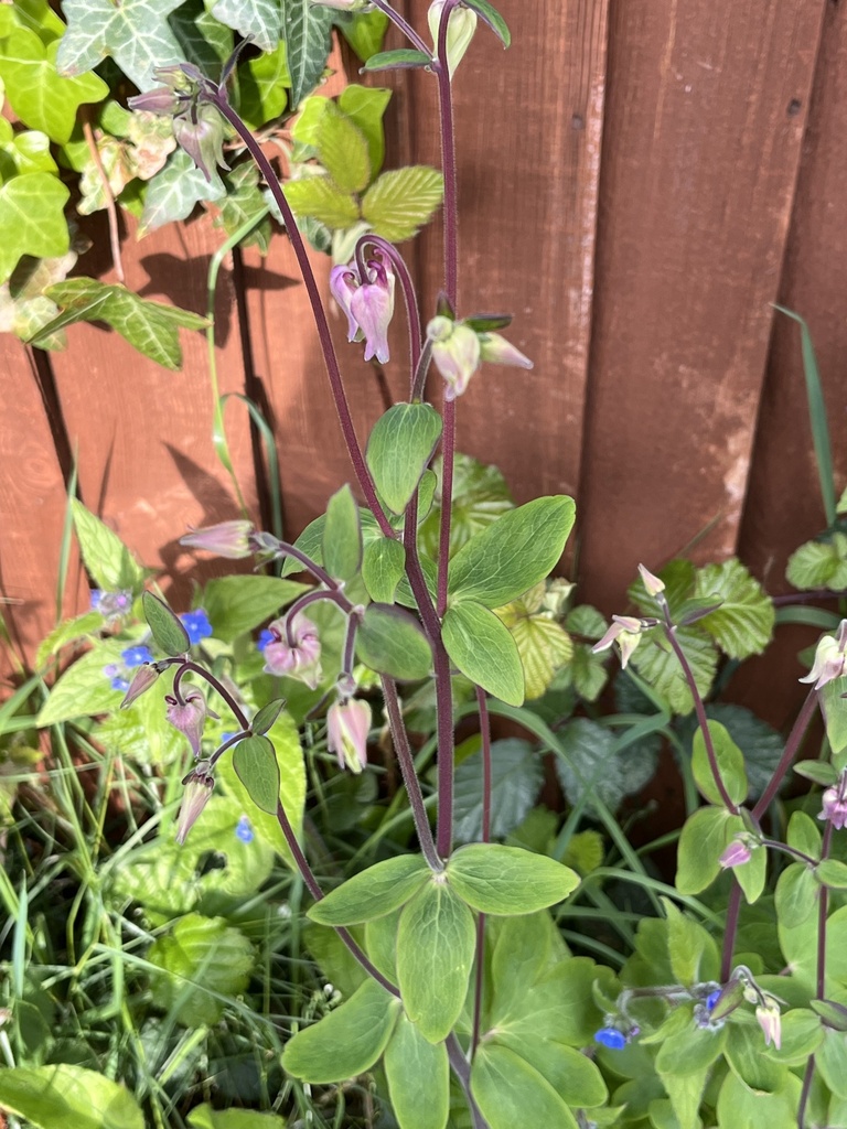 common columbine from Kilburn Road, York, England, GB on April 29, 2024 ...