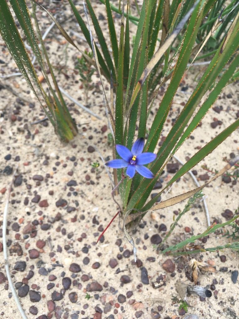 azure sun orchid from Flinders Chase National Park, Flinders Chase, SA ...