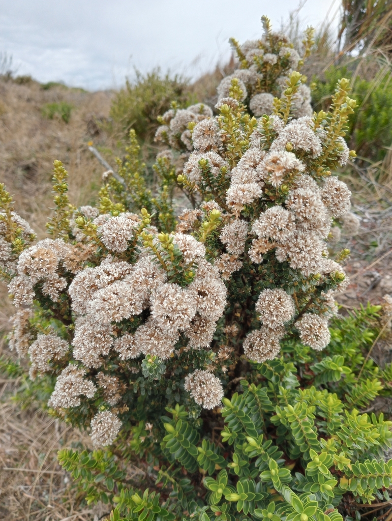 Cassinia vauvilliersii from Woodside, New Zealand on April 30, 2024 at ...