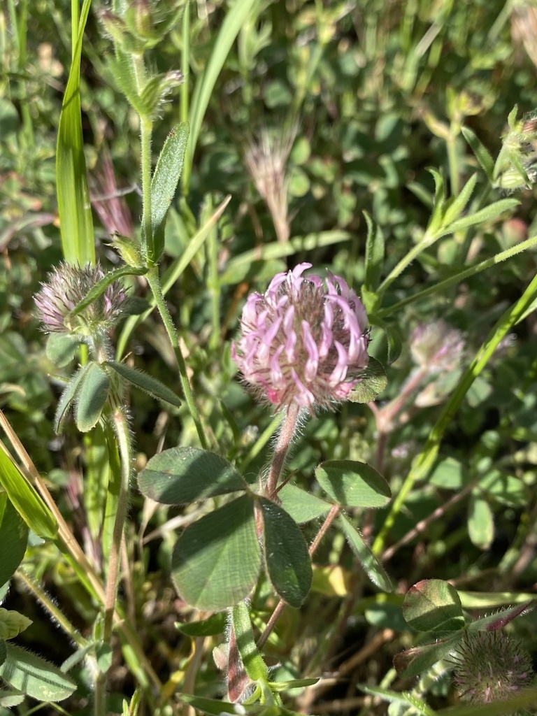 Rose Clover from Whiskeytown National Recreation Area, Shasta, CA, US ...