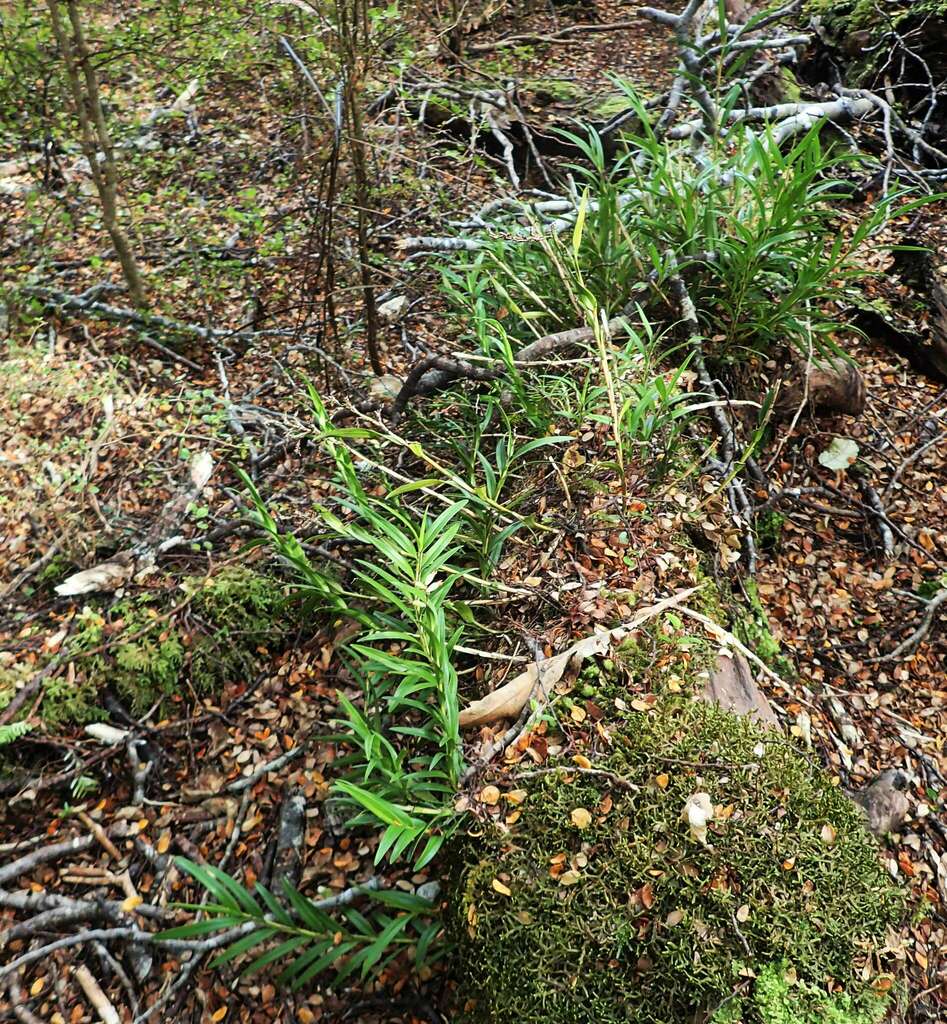 Easter Orchid from Southland District, Southland, New Zealand on April ...