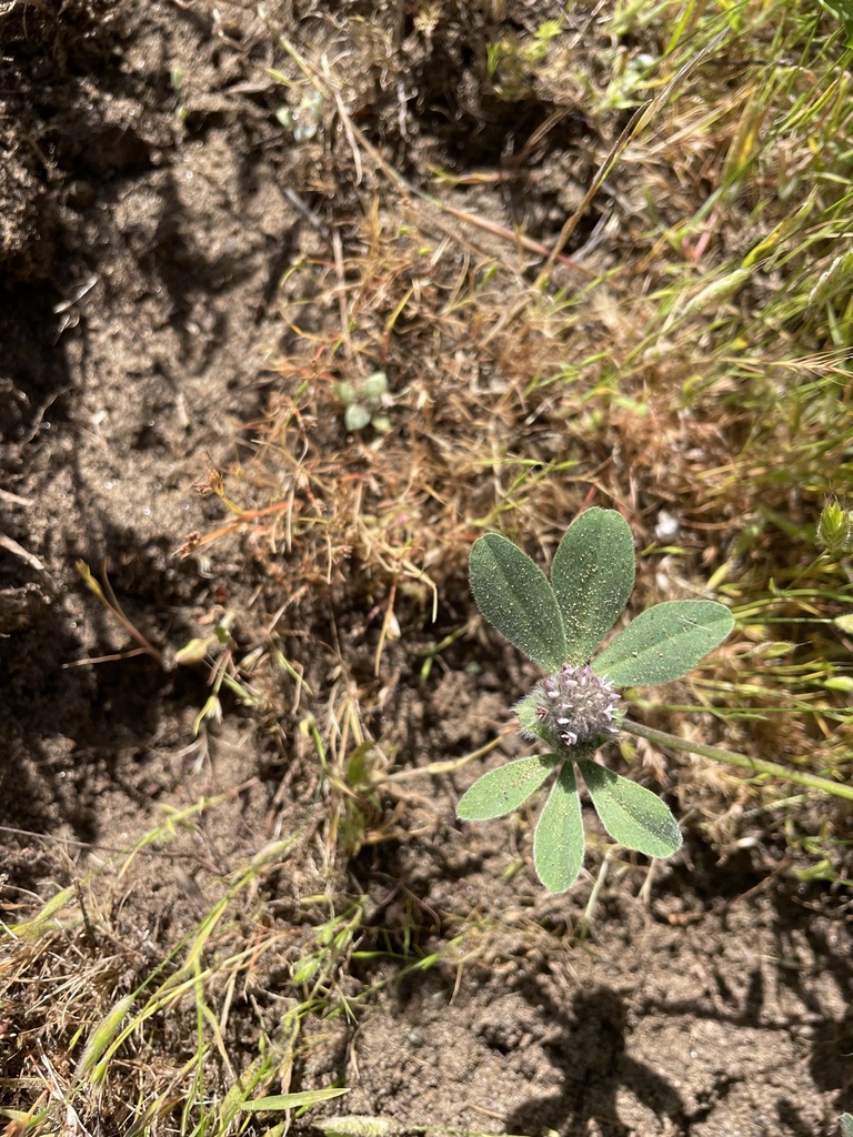 Rose Clover from Fort Funston, San Francisco, CA, US on April 30, 2024 ...