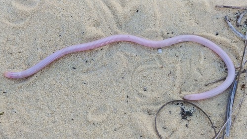 Florida Worm Lizard (Rhineura floridana) - Snakes and Lizards