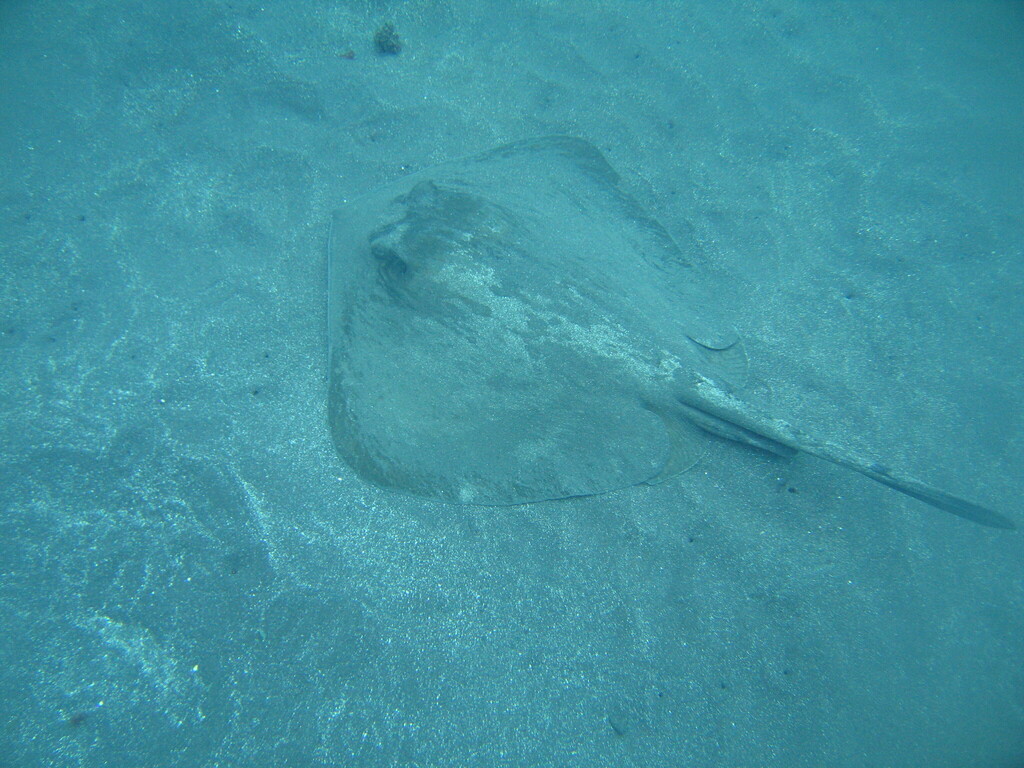 Diamond stingray from Isabela, Équateur on December 5, 2005 at 05:14 PM ...
