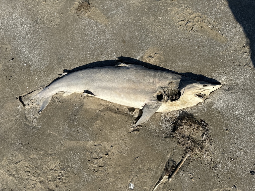 Typical Requiem Sharks from Bolivar Peninsula, Bolivar Peninsula, TX ...