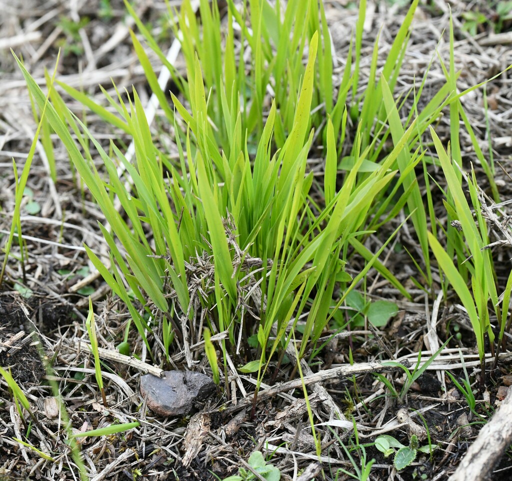 Slender False Brome from York, UK on April 27, 2024 at 11:17 AM by Kian ...