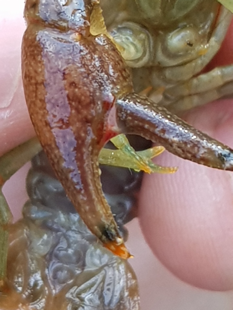 Rusty Crayfish from Montgomery County, PA, USA on April 29, 2024 at 04: ...