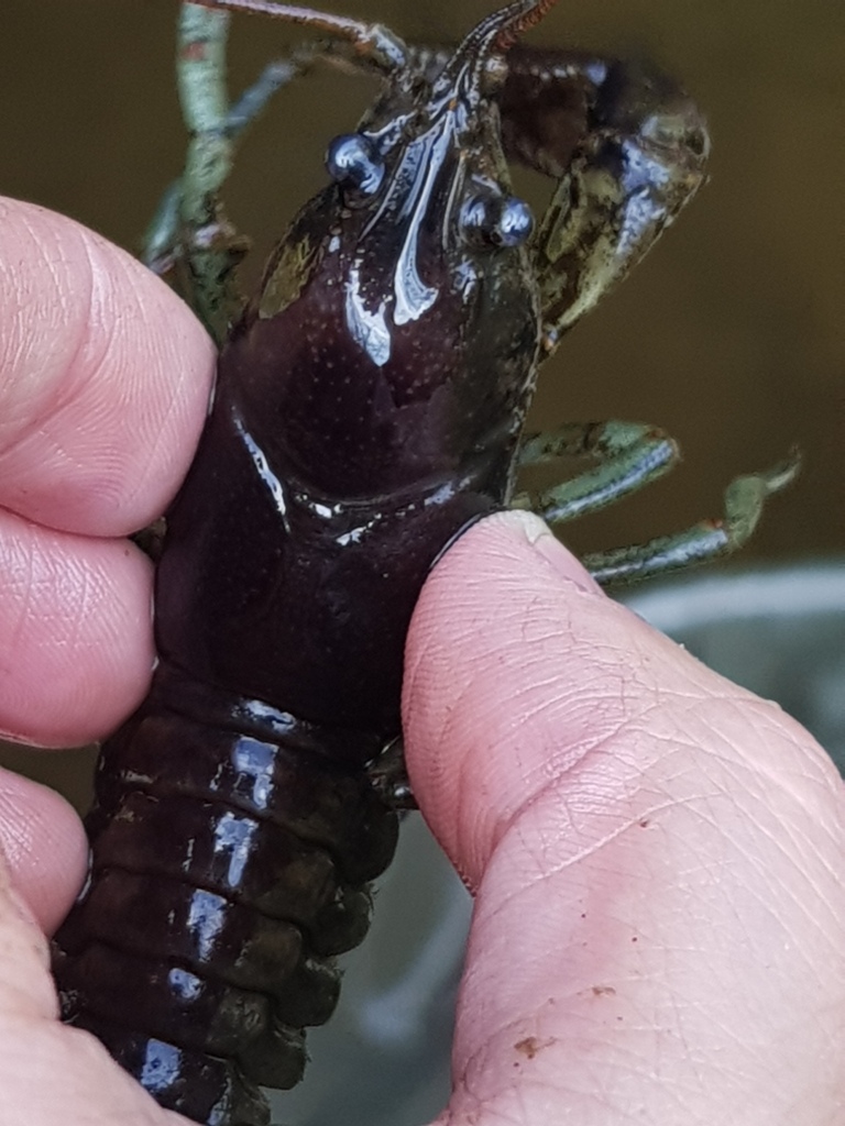 Rusty Crayfish from Montgomery County, PA, USA on April 29, 2024 at 05: ...
