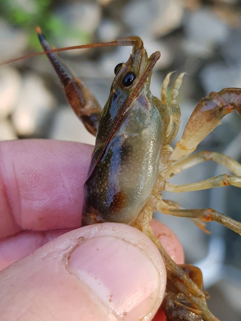 Rusty Crayfish from Montgomery County, PA, USA on April 29, 2024 at 06: ...
