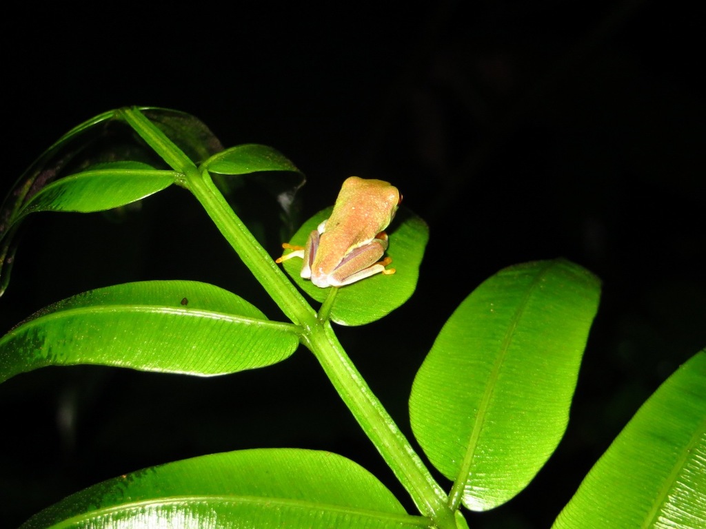 Parachuting Red-eyed Leaf Frog from San Ramón, CR-AL, CR on June 06 ...
