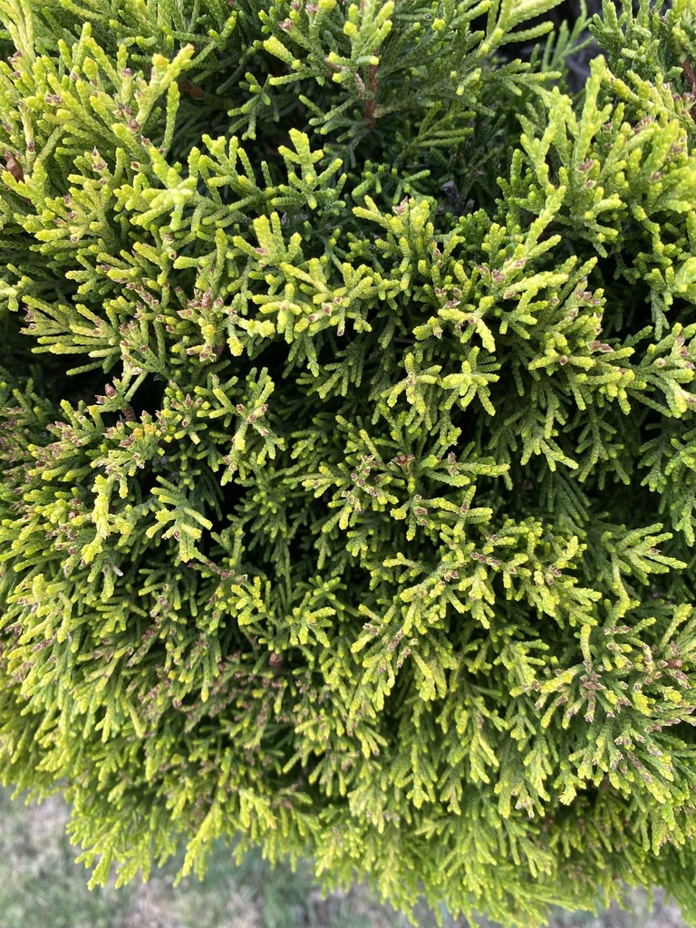 Mexican mountain juniper from Villas del Márquez, San Juan ...