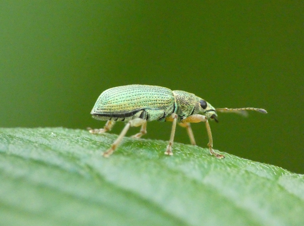 Green Immigrant Leaf Weevil from London SE28 8AT, UK on 29 April, 2024 ...