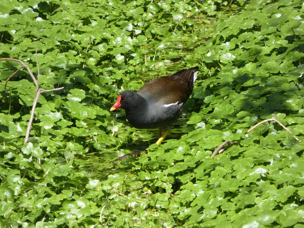 Common Moorhen from London SE28, UK on April 29, 2024 at 12:32 PM by ...