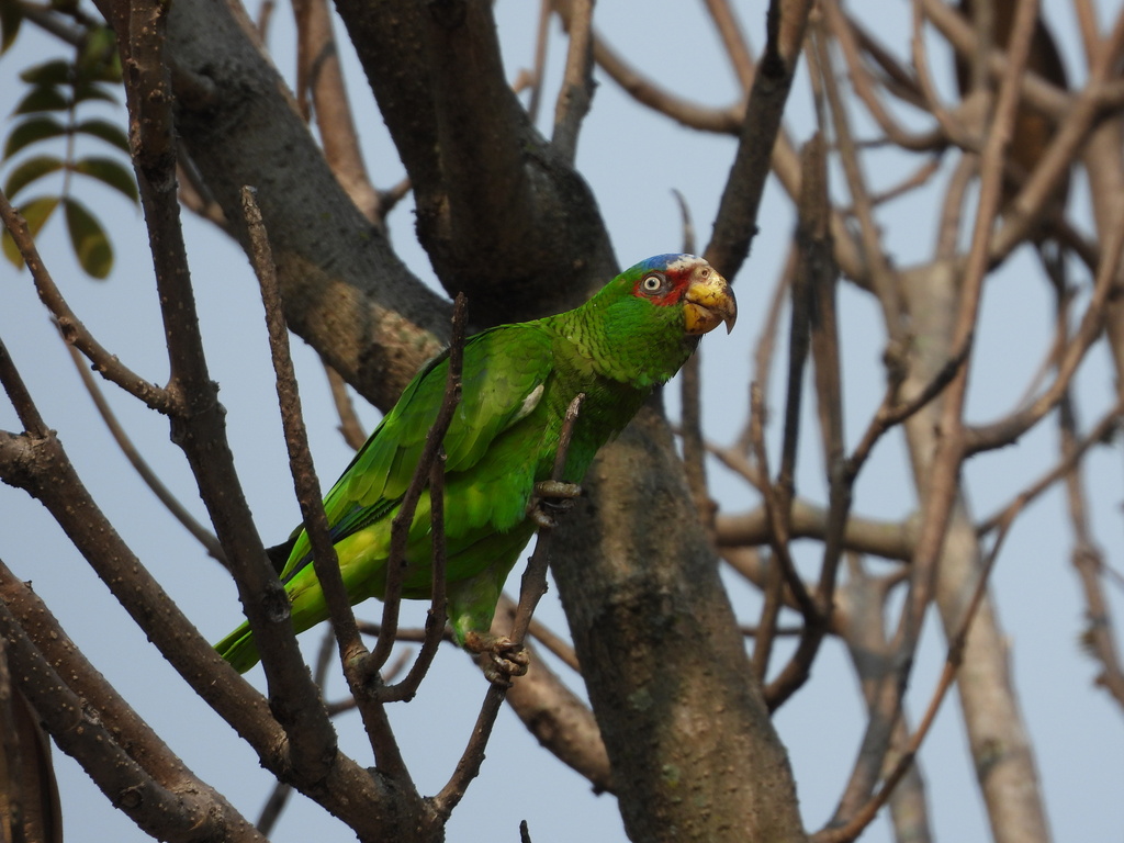 White-fronted Parrot in April 2024 by PNCañón DelRioblanco · iNaturalist
