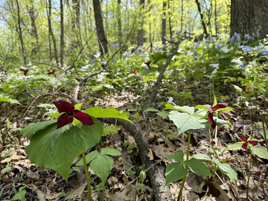 red trillium in April 2024 by Grant Fessler · iNaturalist