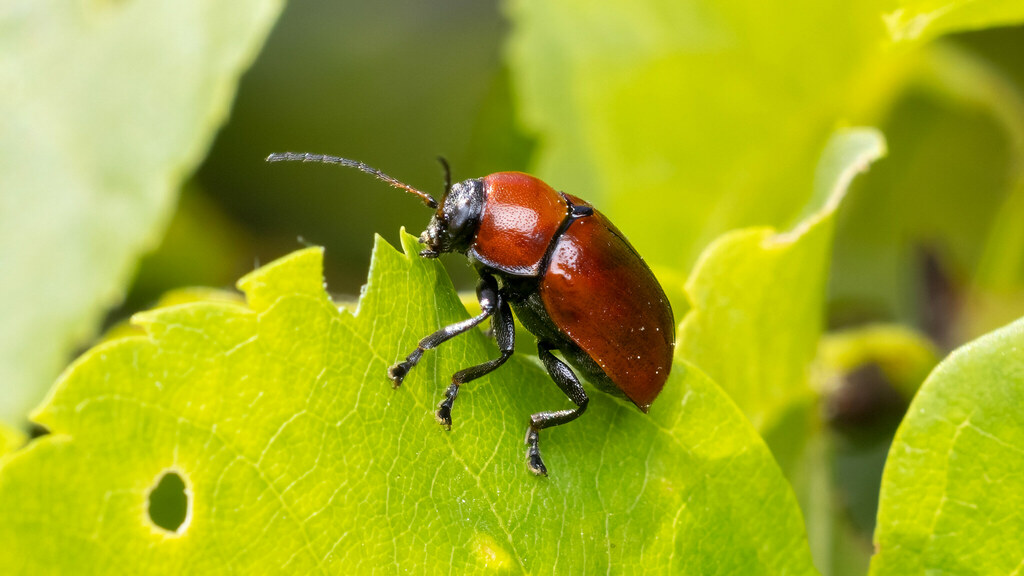 hazel pot beetle from Lobau, Wien, Österreich on April 29, 2024 at 04: ...