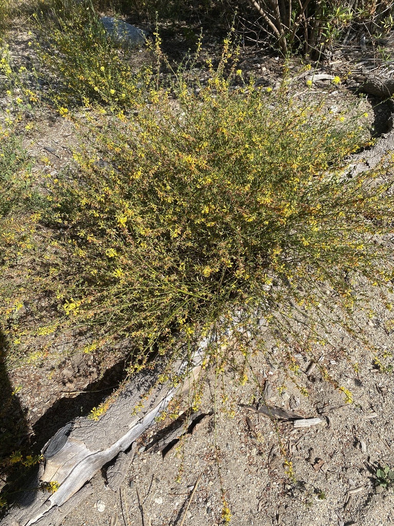 deerweed from Clearview Ln, Huntington Beach, CA, US on April 30, 2024 ...